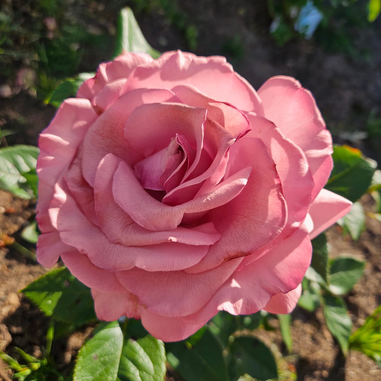Color of the Month: Rose Essence | 1065